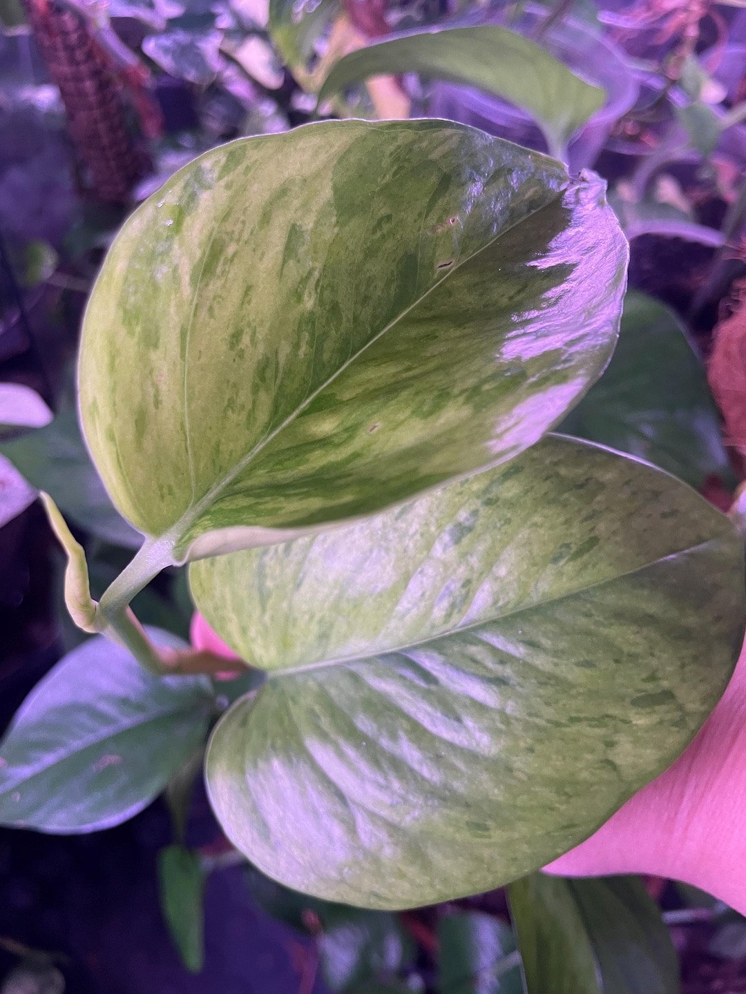 JESSENIA Pothos Plant - Epipremnum Aurea - 3 Leaf High Color Strand ...