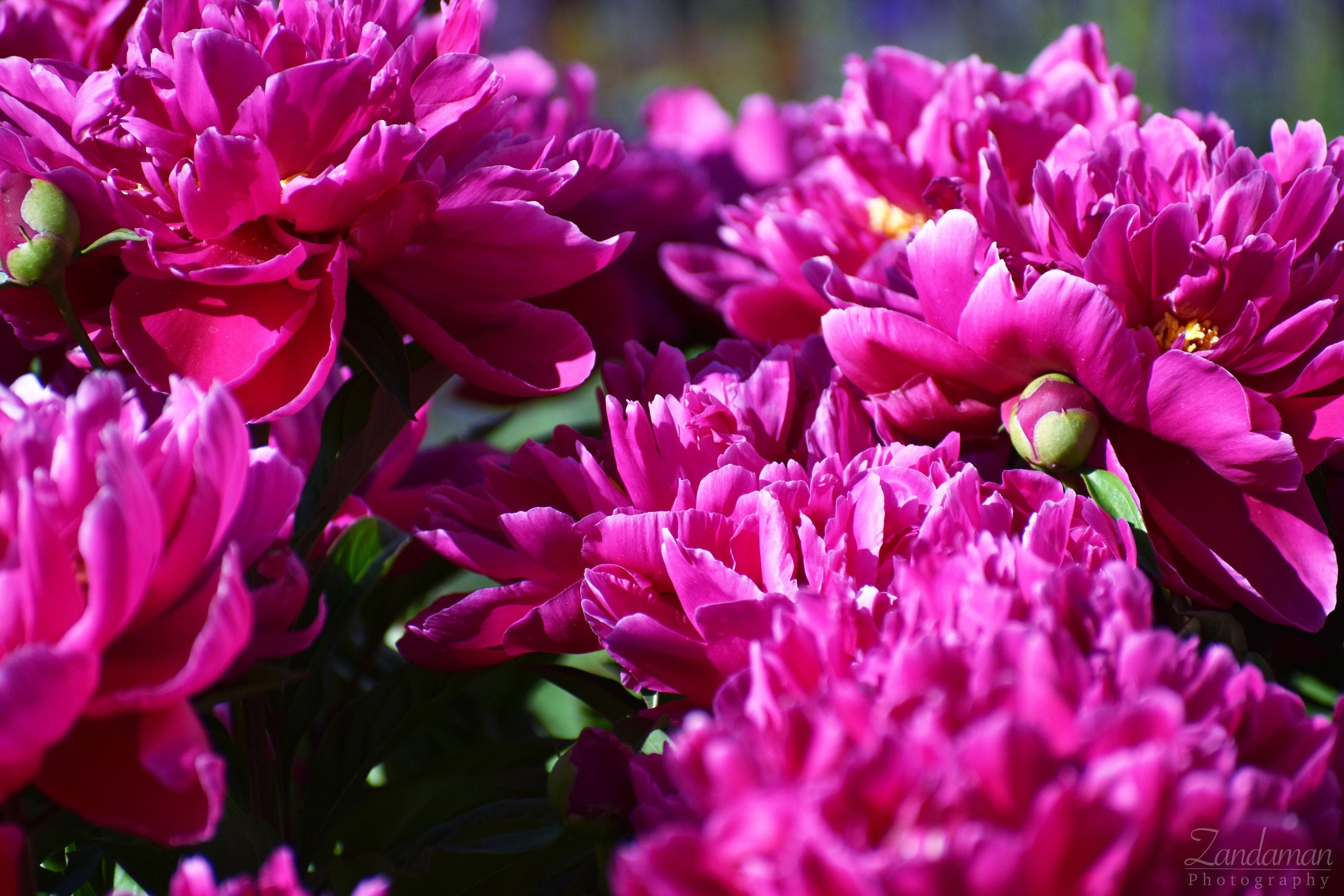 PurplePink Peonies flowers digital photos instant download | Etsy