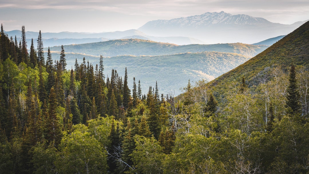 Landscape Photography Digital Download - Utah - Forest - Trees - Sunset ...