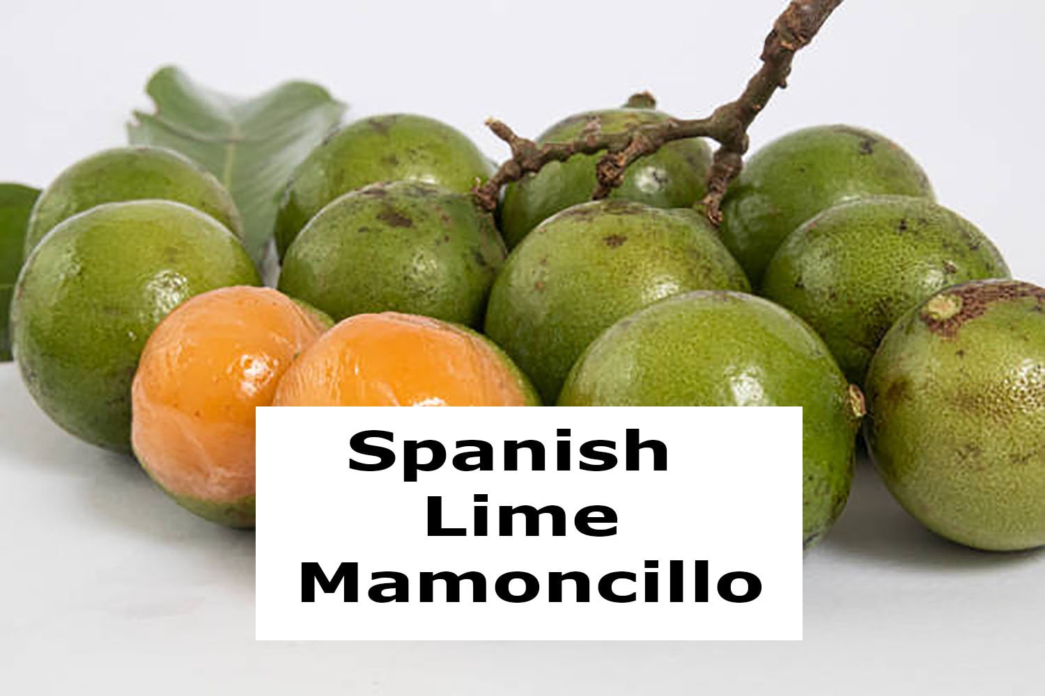 Spanish Lime Tree