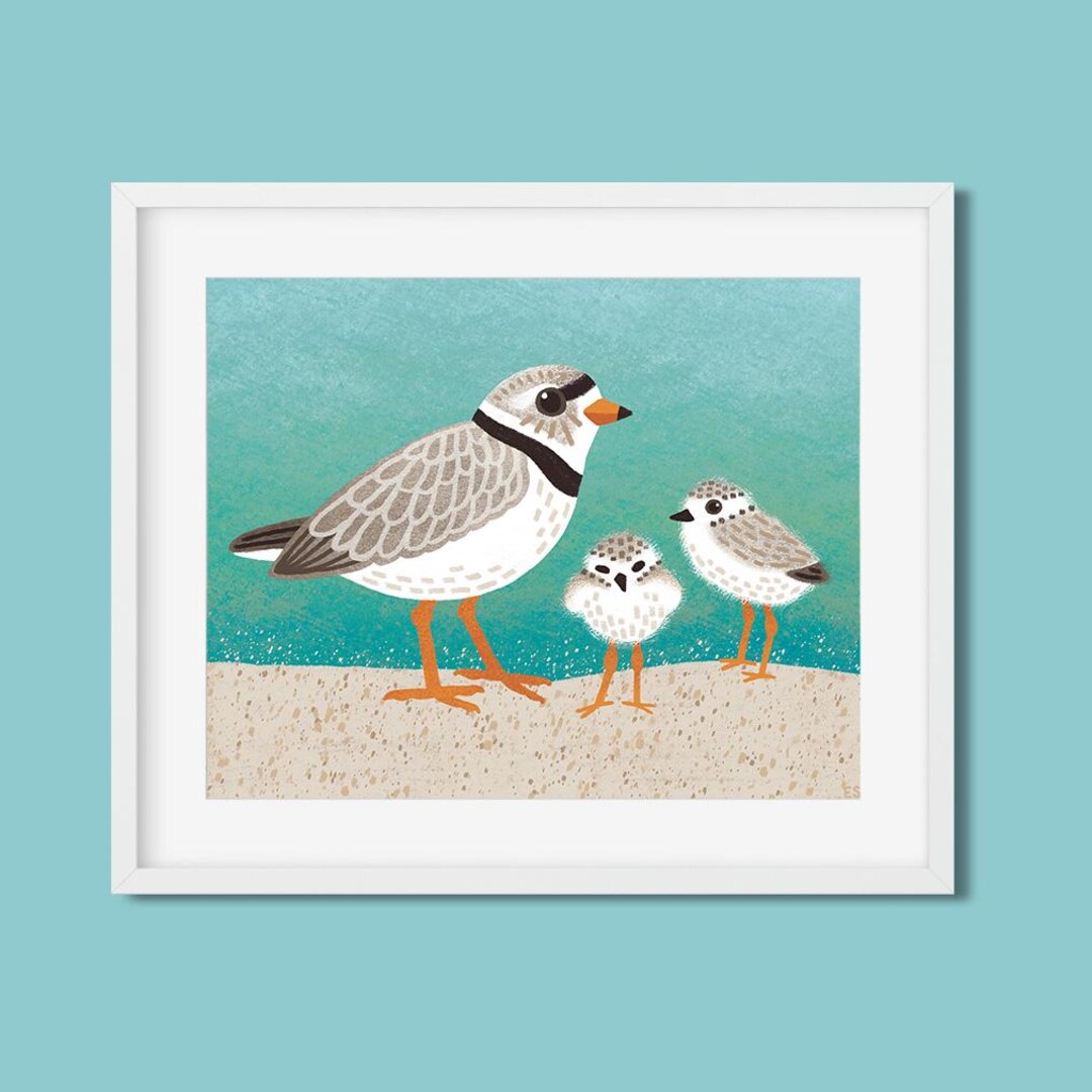 Piping Plover Art Print: Colorful Beach Bird Wall Art - Etsy