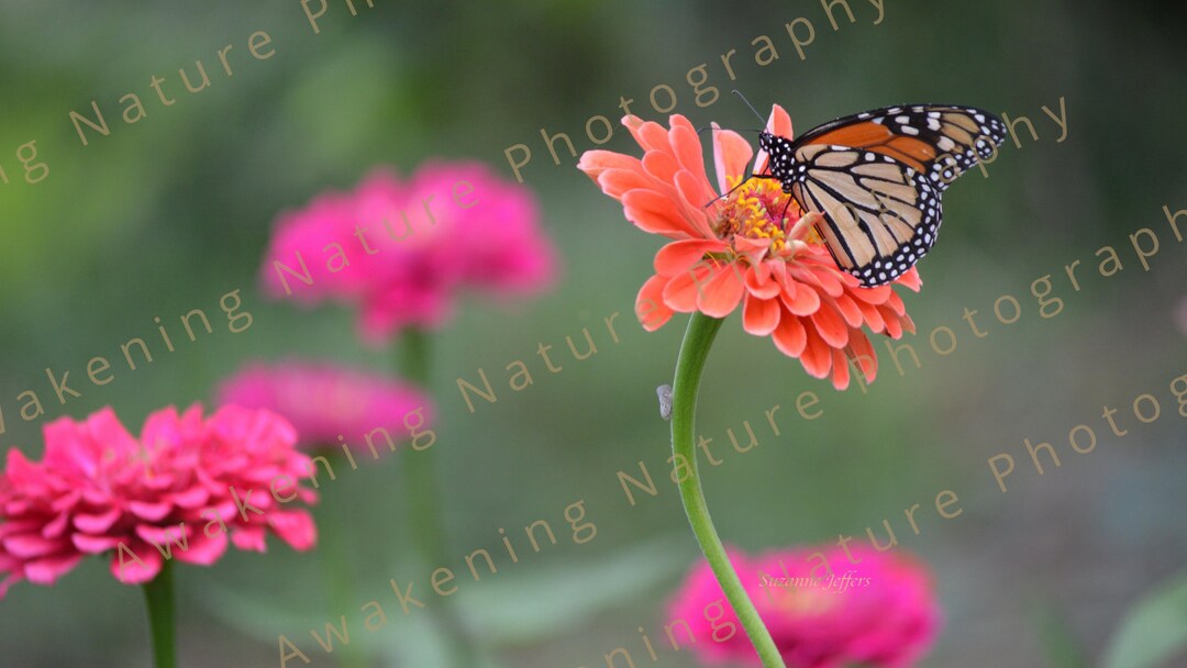 Monarch Butterfly Garden Photo | Maryland Flower Print - Etsy