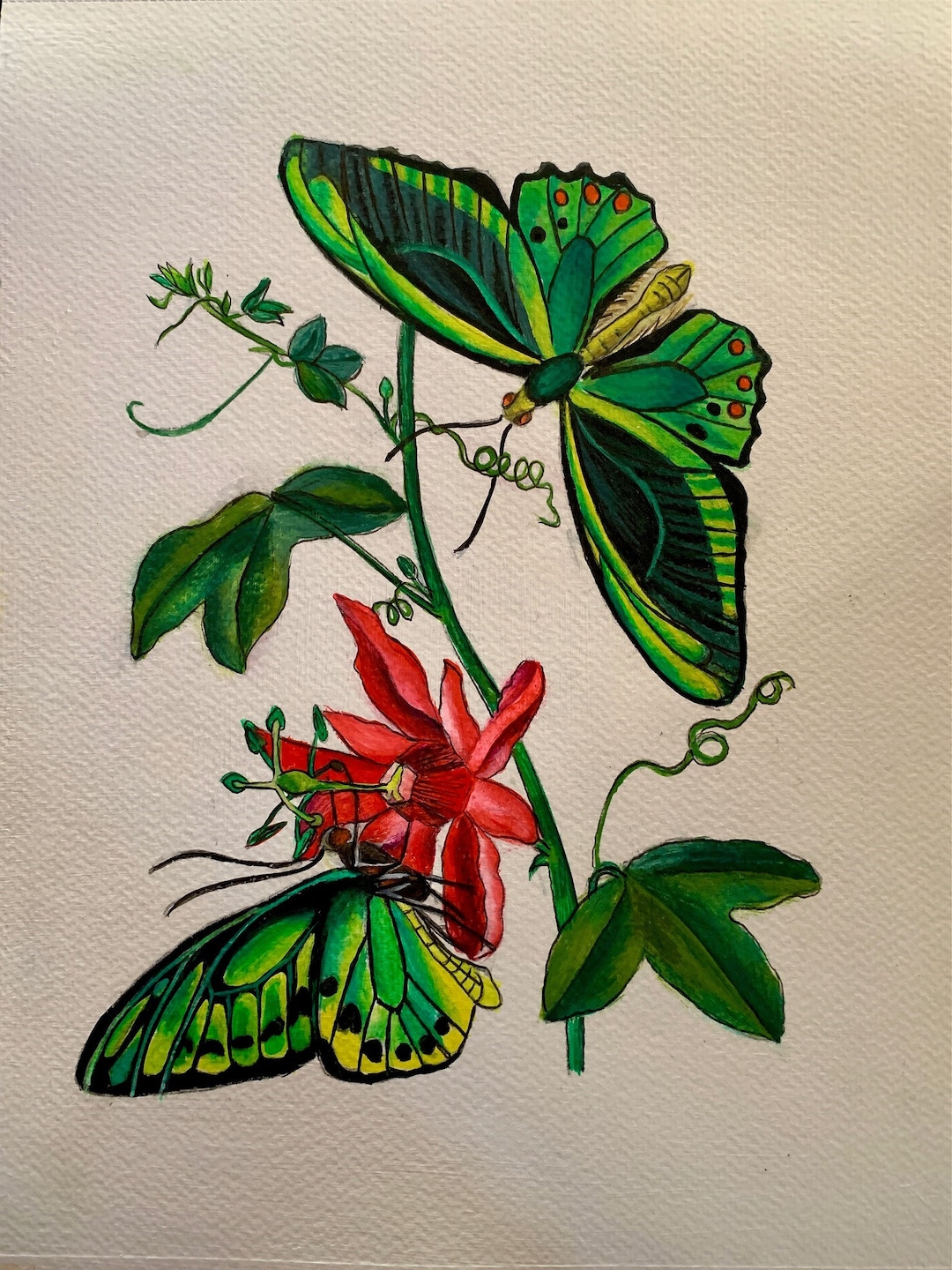 The Green Birdwing : 12" X 9" Beautiful Acrylic Painting of a Gorgeous Ornithopterus Poseidon ...