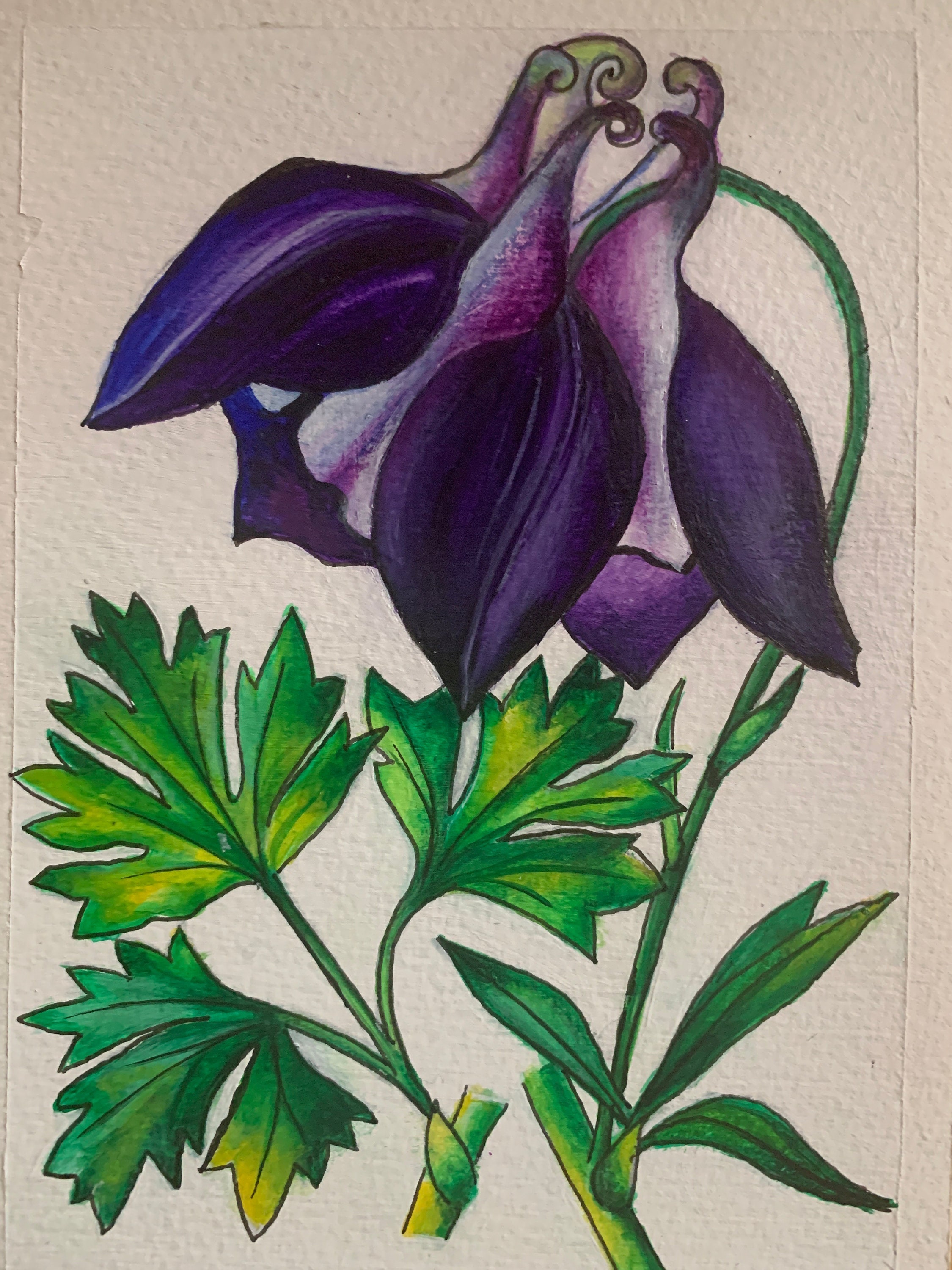 Purple Pendulum : 7" X 5" Beautiful Acrylic Painting of the Aquilegia ...
