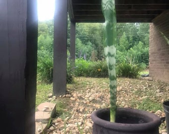 Snake Plant Seeds - Etsy