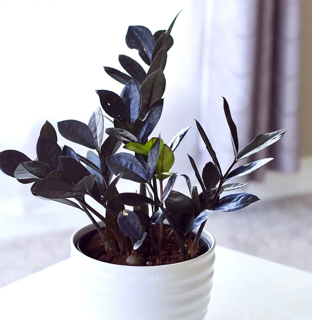 Black ZZ 'raven' Plant 6'' Pots Black Zamia - Etsy