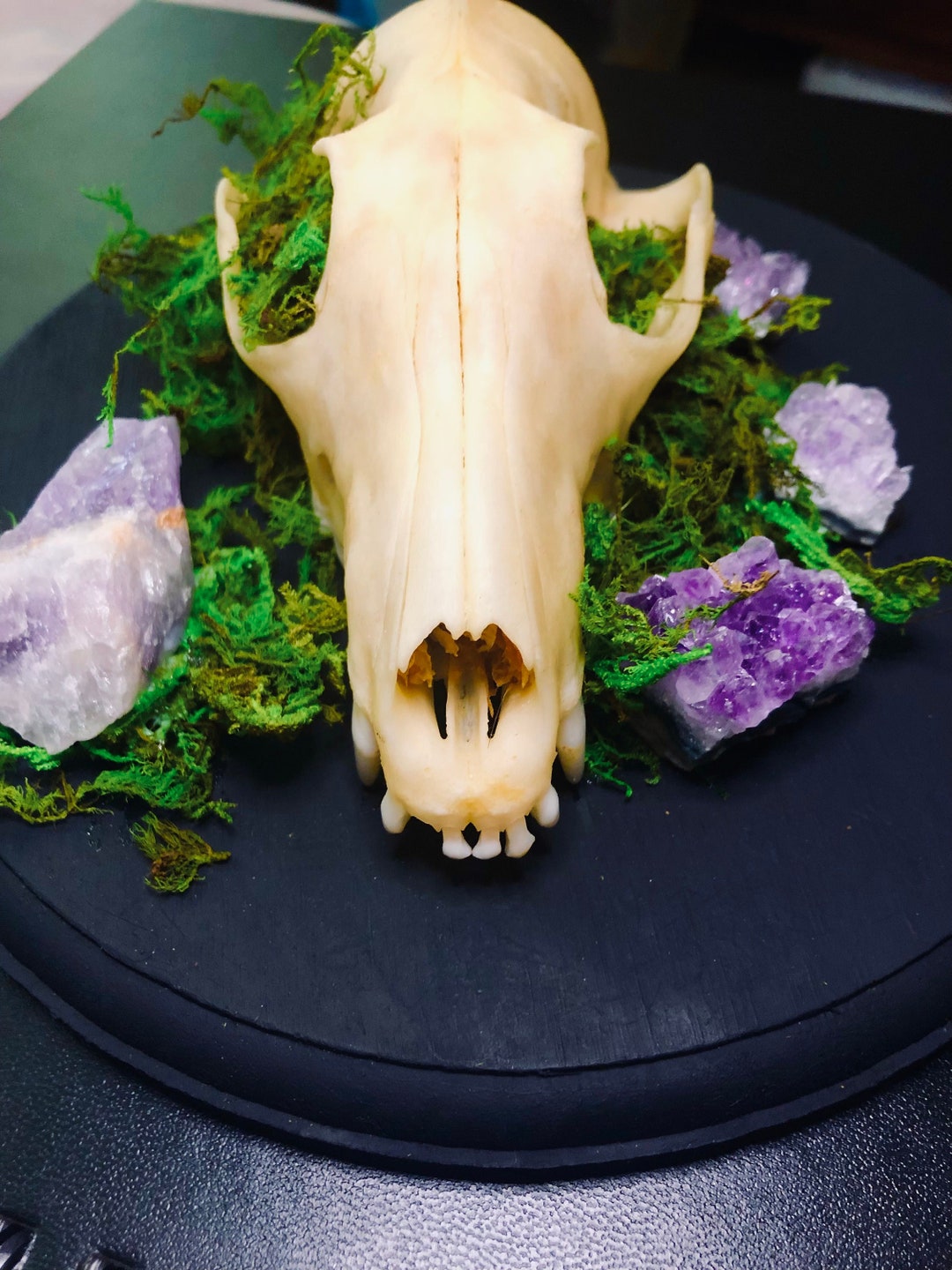 Amethyst Fox Skull Display - Etsy