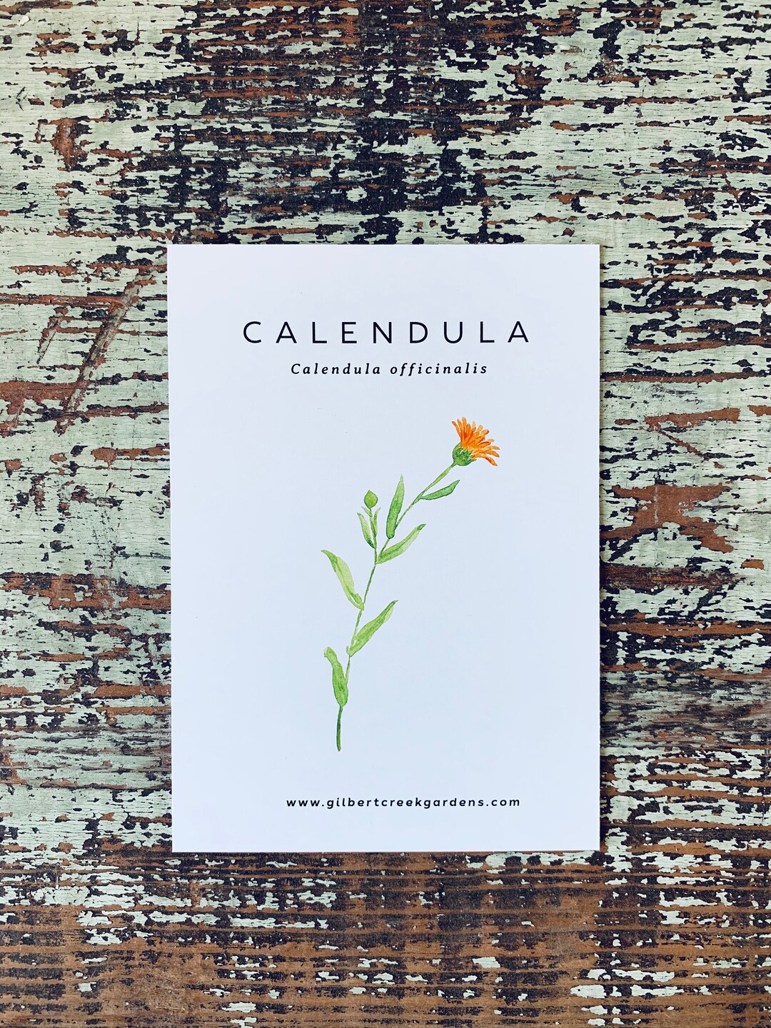 Calendula Seed Packet Spring Garden Seeds - Etsy