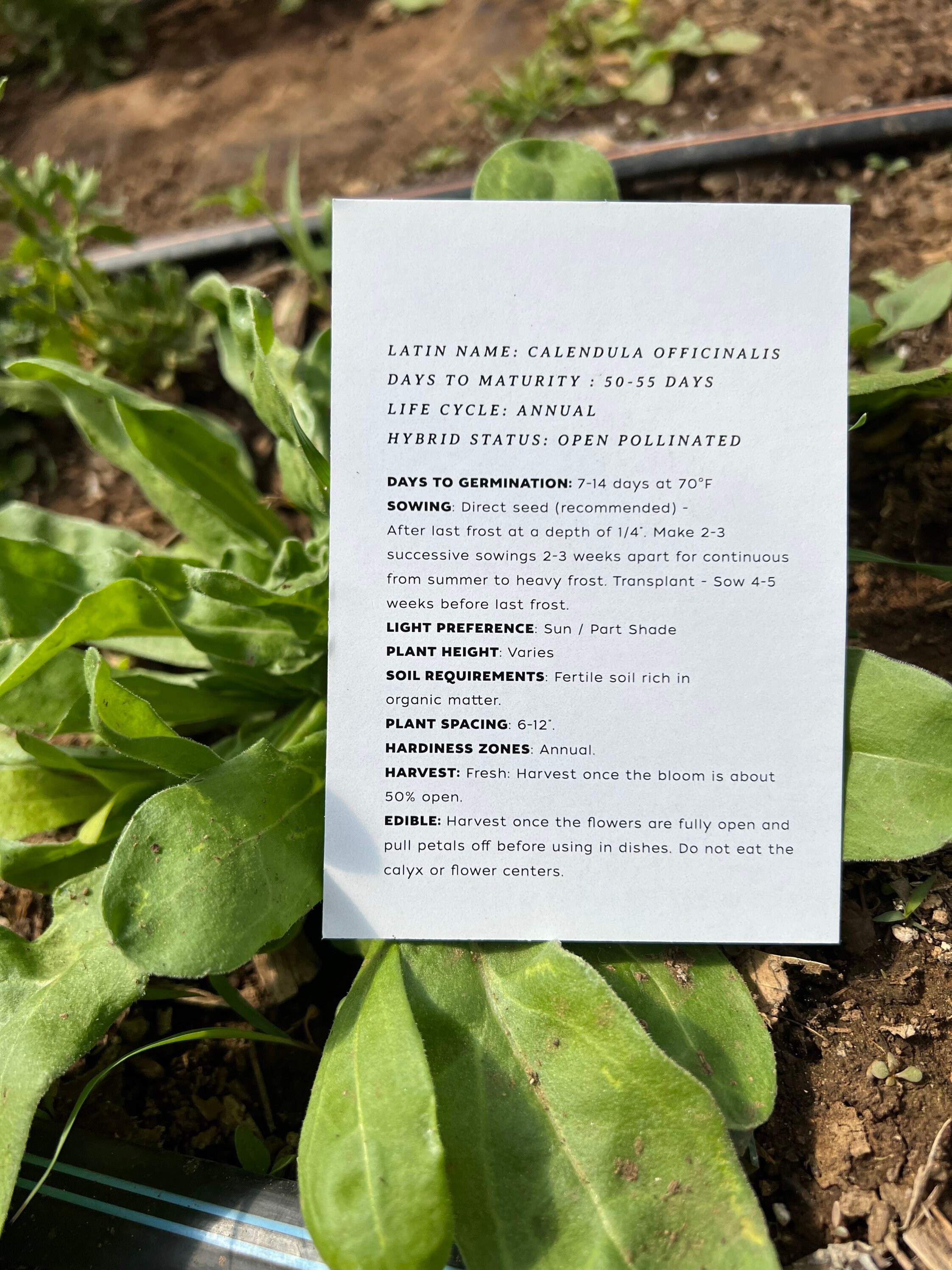 Calendula Seed Packet Spring Garden Seeds - Etsy