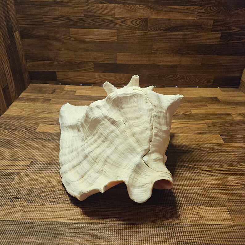 King Queen Horned Conch Sea Shell 10 X 9 Large 5 Pound Beach - Etsy