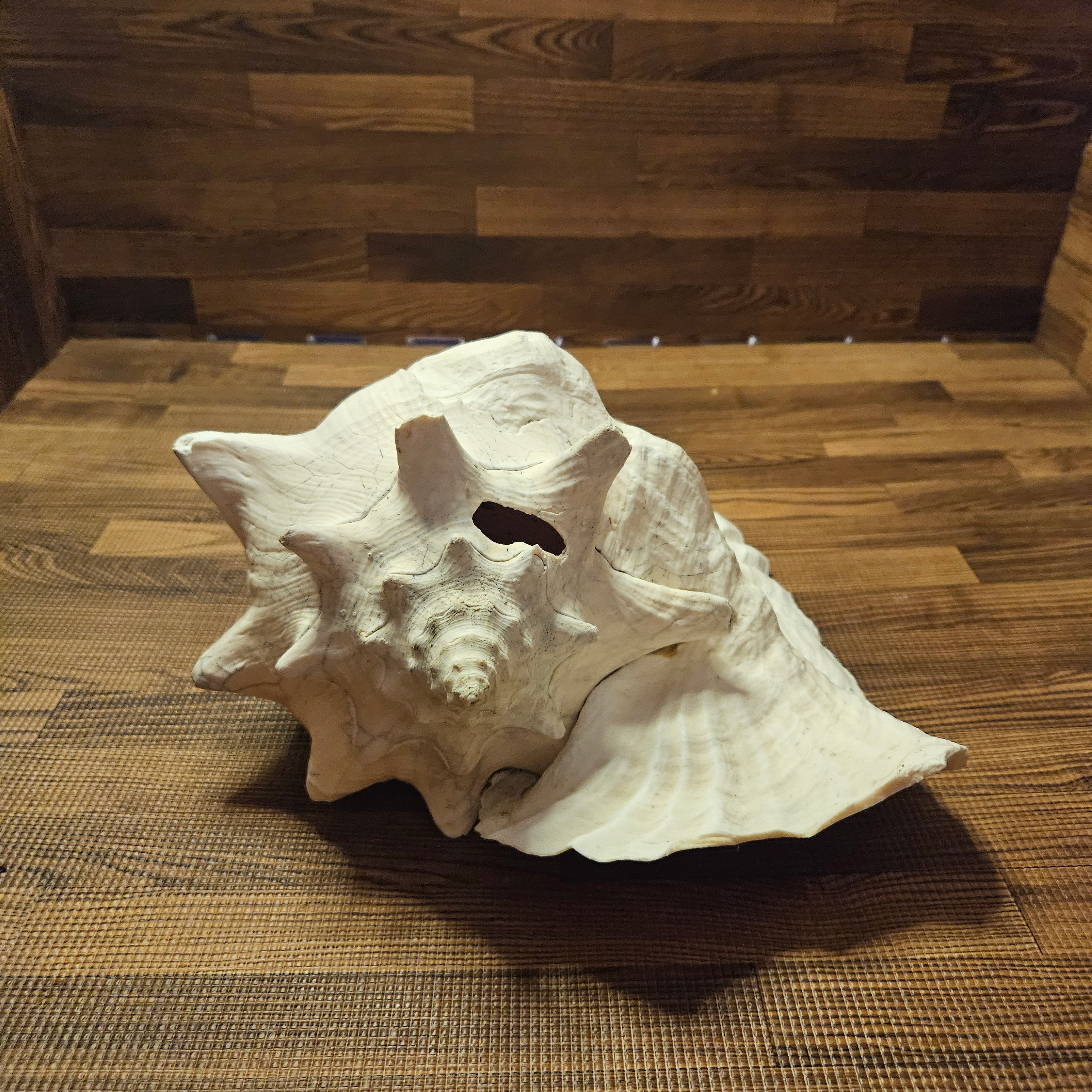 King Queen Horned Conch Sea Shell 10 X 9 Large 5 Pound Beach - Etsy