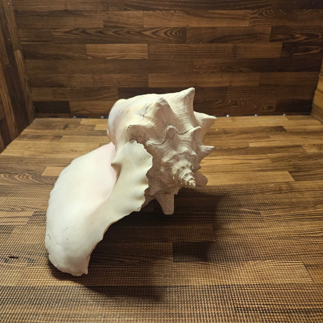 King Queen Horned Conch Sea Shell 10 X 9 Large 5 Pound Beach - Etsy