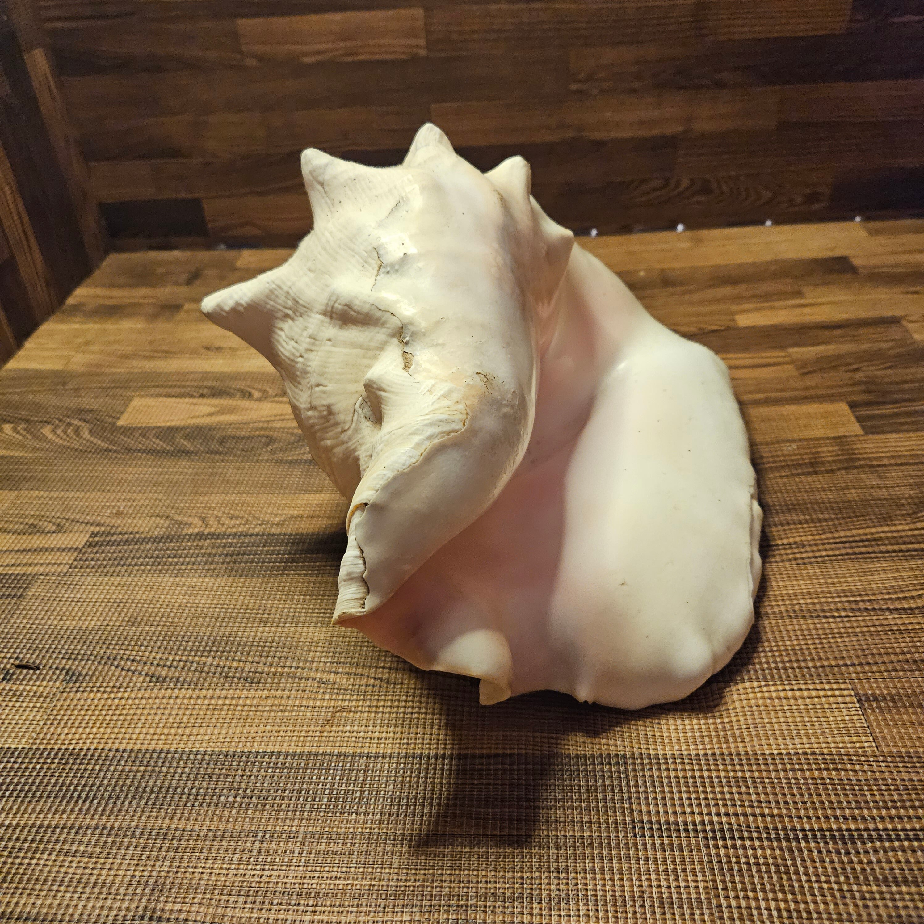 King Queen Horned Conch Sea Shell 10 X 9 Large 5 Pound Beach - Etsy
