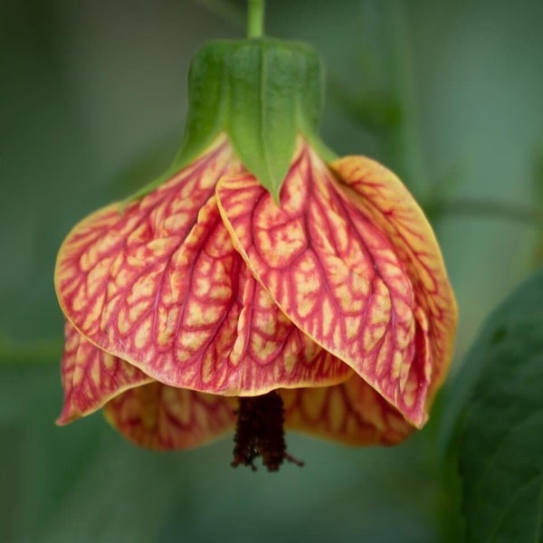 Lantern Flower - Etsy