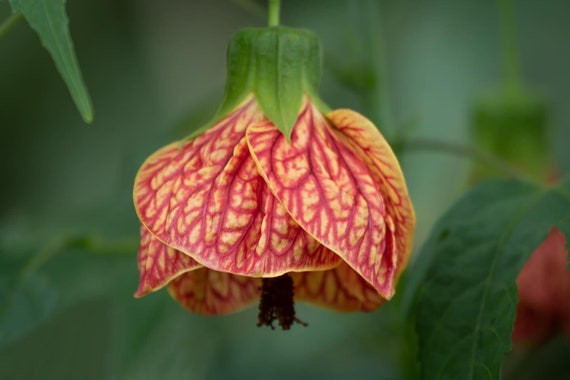 Chinese Lantern Flower Flower Photography Red Flower Print - Etsy