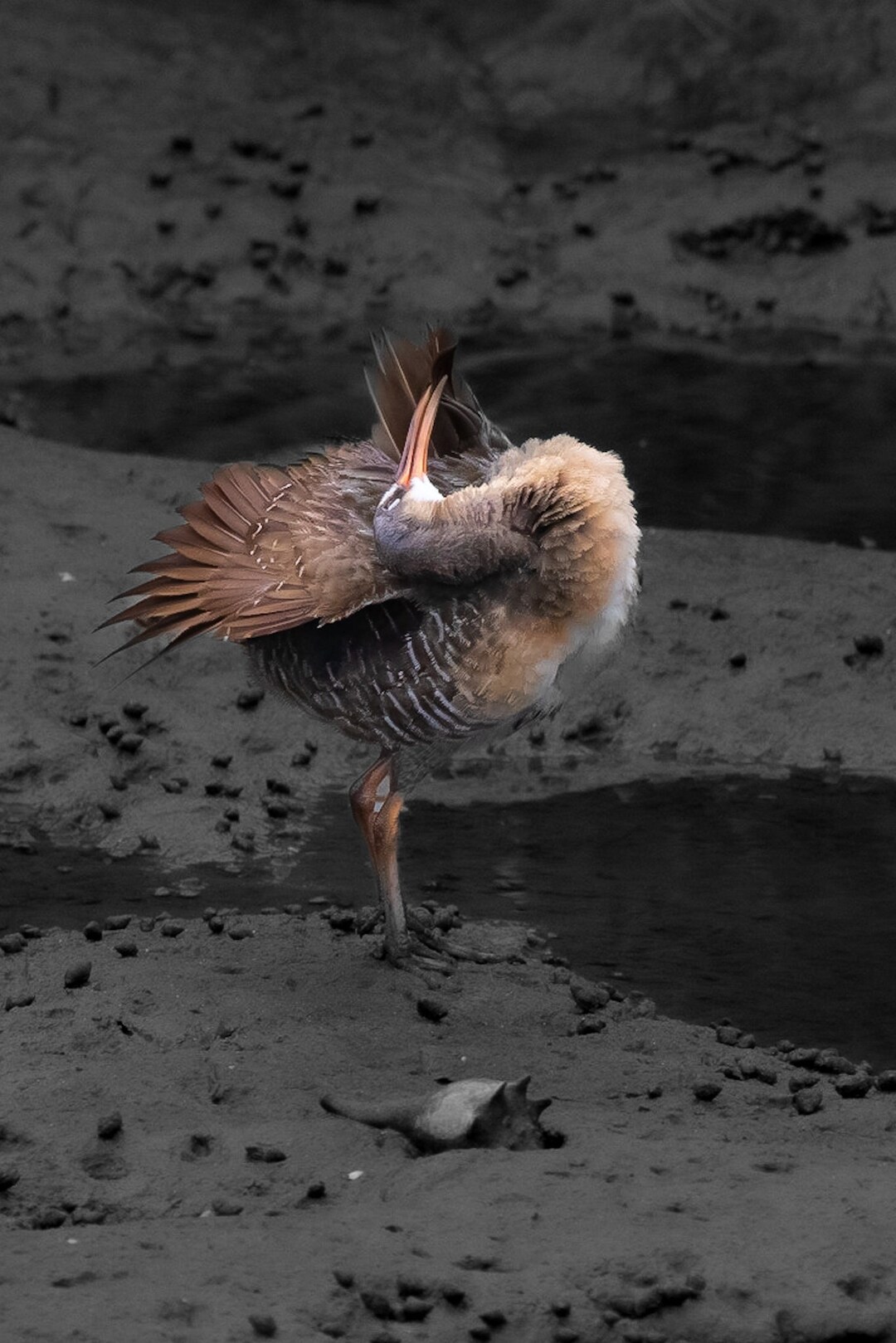 Clapper Rail Coast Coastal Photo Charleston Photography - Etsy