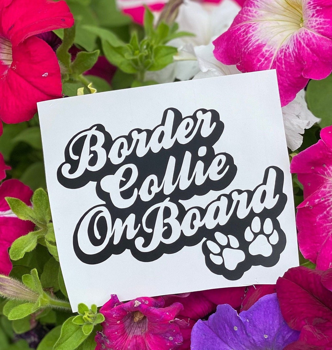 Border Collie a bordo calcomanía de vinilo permanente para ventana de ...