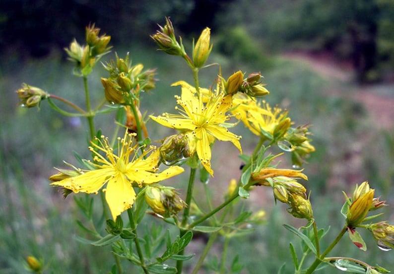 Organic St. John's Wort Herb | Hypericum Perforatum Dried Cut Herb ...