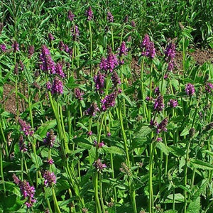 Organic WOOD BETONY | Stachys Officinalis | Wood Betony Tea | Betonica ...
