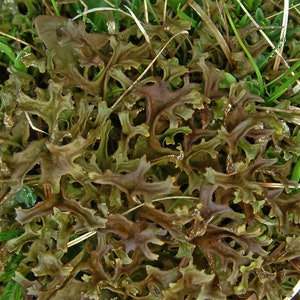 Organic ICELAND MOSS | Cetraria Islandica | Iceland Moss Tea | Herbal ...