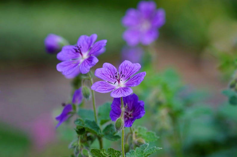 BLUE MALLOW FLOWERS | Wildcrafted Bulgarian Malva Sylvestris Dried ...