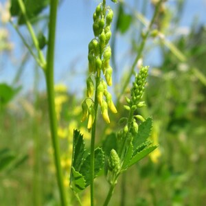 Organic SWEET CLOVER MELILOT Herb | Melilotus Officinalis | Melilot Tea ...