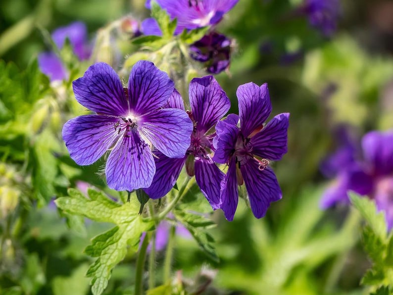 BLUE MALLOW FLOWERS | Wildcrafted Bulgarian Malva Sylvestris Dried ...