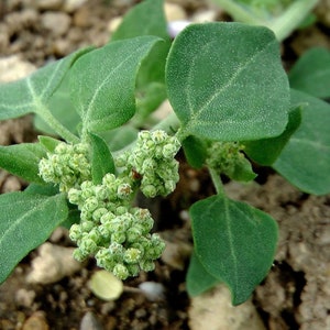 Organic JERUSALEM OAK GOOSEFOOT | Chenopodium Botrys | Dysphania Botrys ...