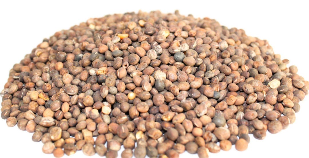 Organic COMMON VETCH SEEDS | Vicia Sativa | Vetch Seeds Tea | Garden ...