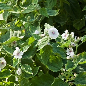Organic MARSHMALLOW RООТ | Althaea Officinalis | Marshmallow Tea ...