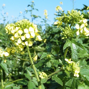 Organic WHITE MUSTARD SEEDS | Sinapis Alba | Mustard Seeds | Dried ...