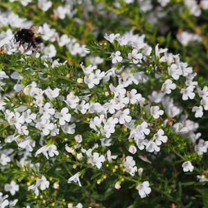 Organic SAVORY WINTER HERB | Satureja Montana | Savory Tea | Herbal Tea ...