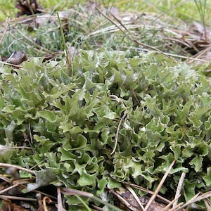 Organic ICELAND MOSS | Cetraria Islandica | Iceland Moss Tea | Herbal ...