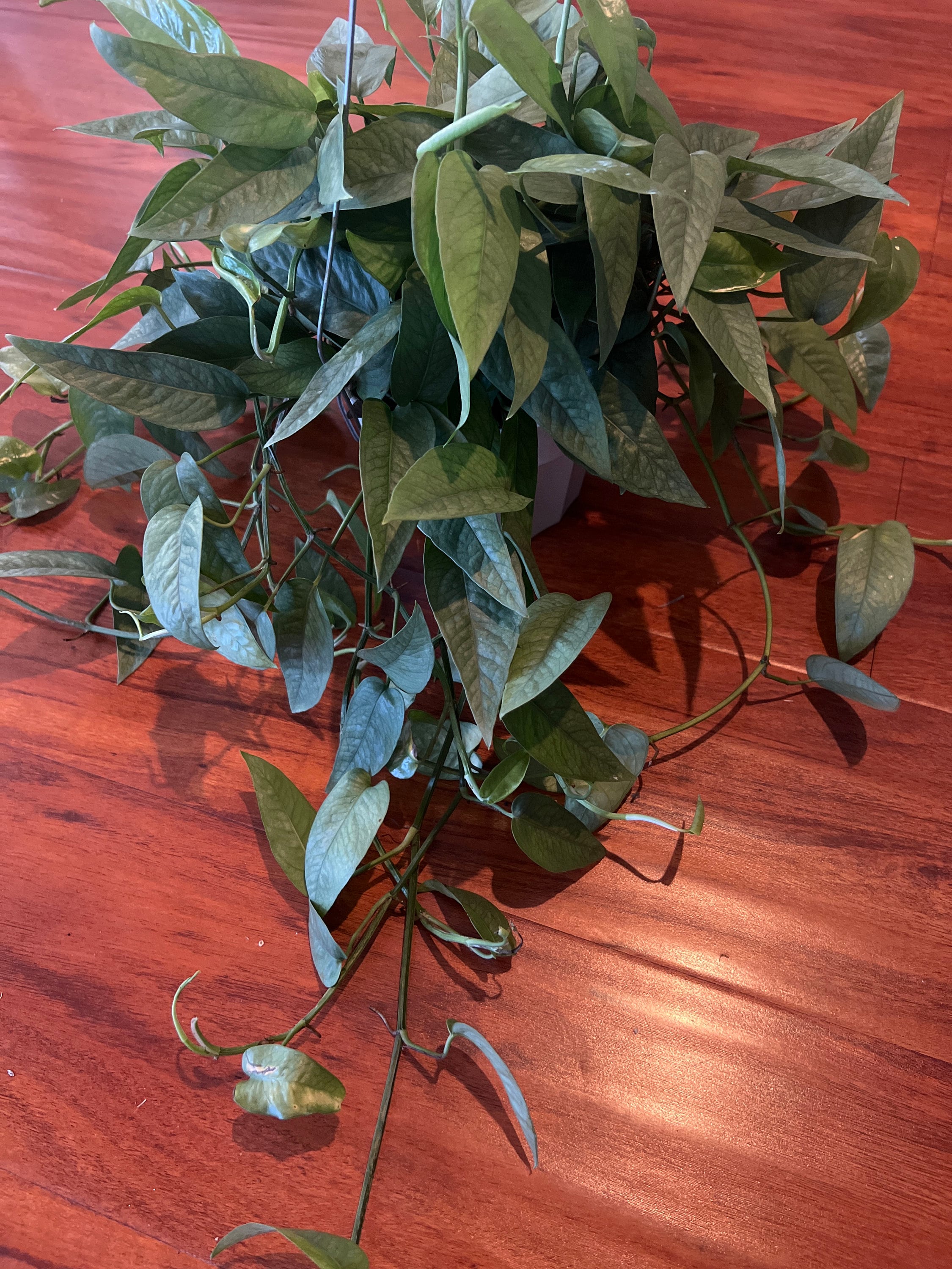 6” Cebu Blue Pothos - Etsy