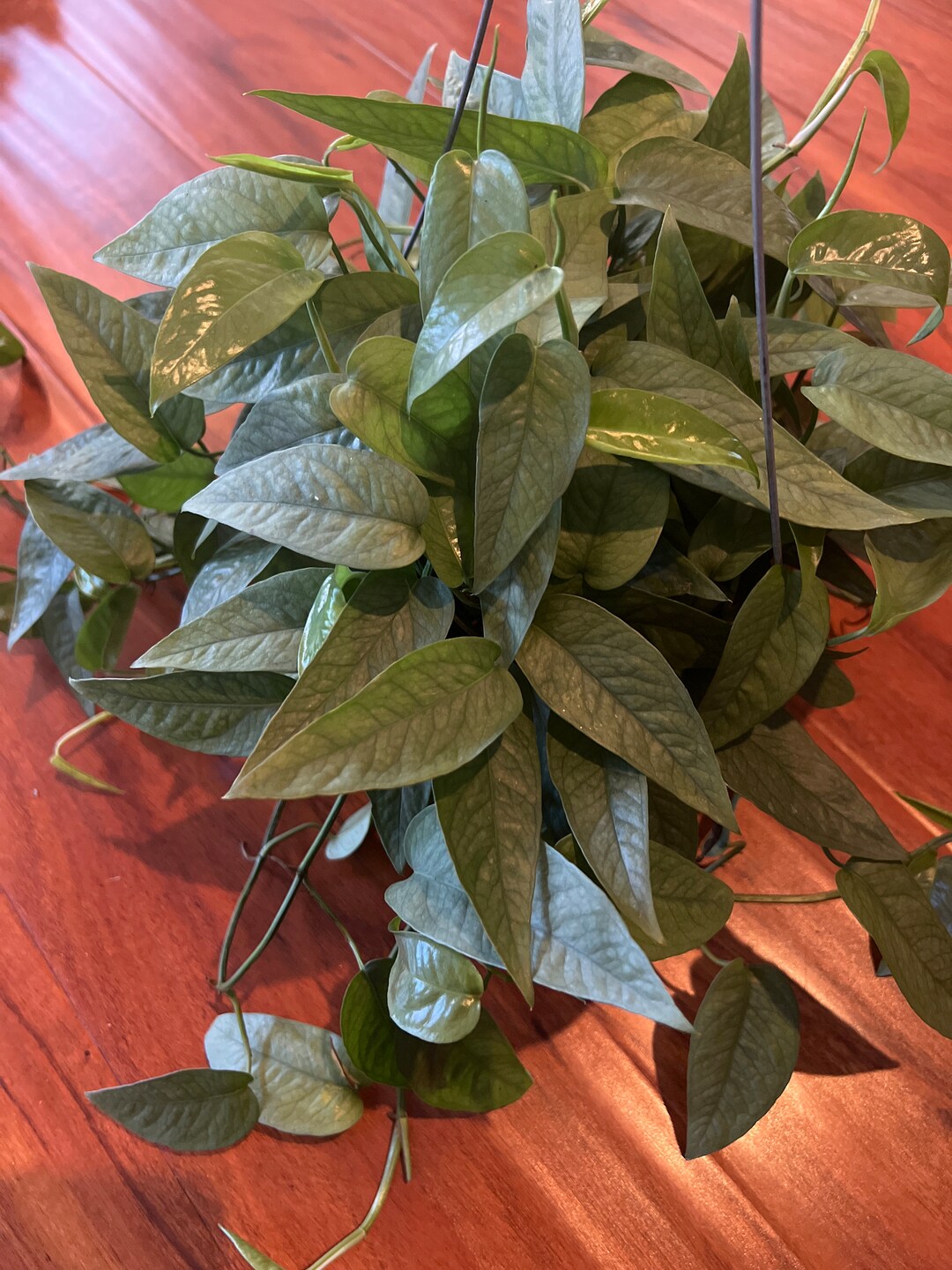 6” Cebu Blue Pothos - Etsy
