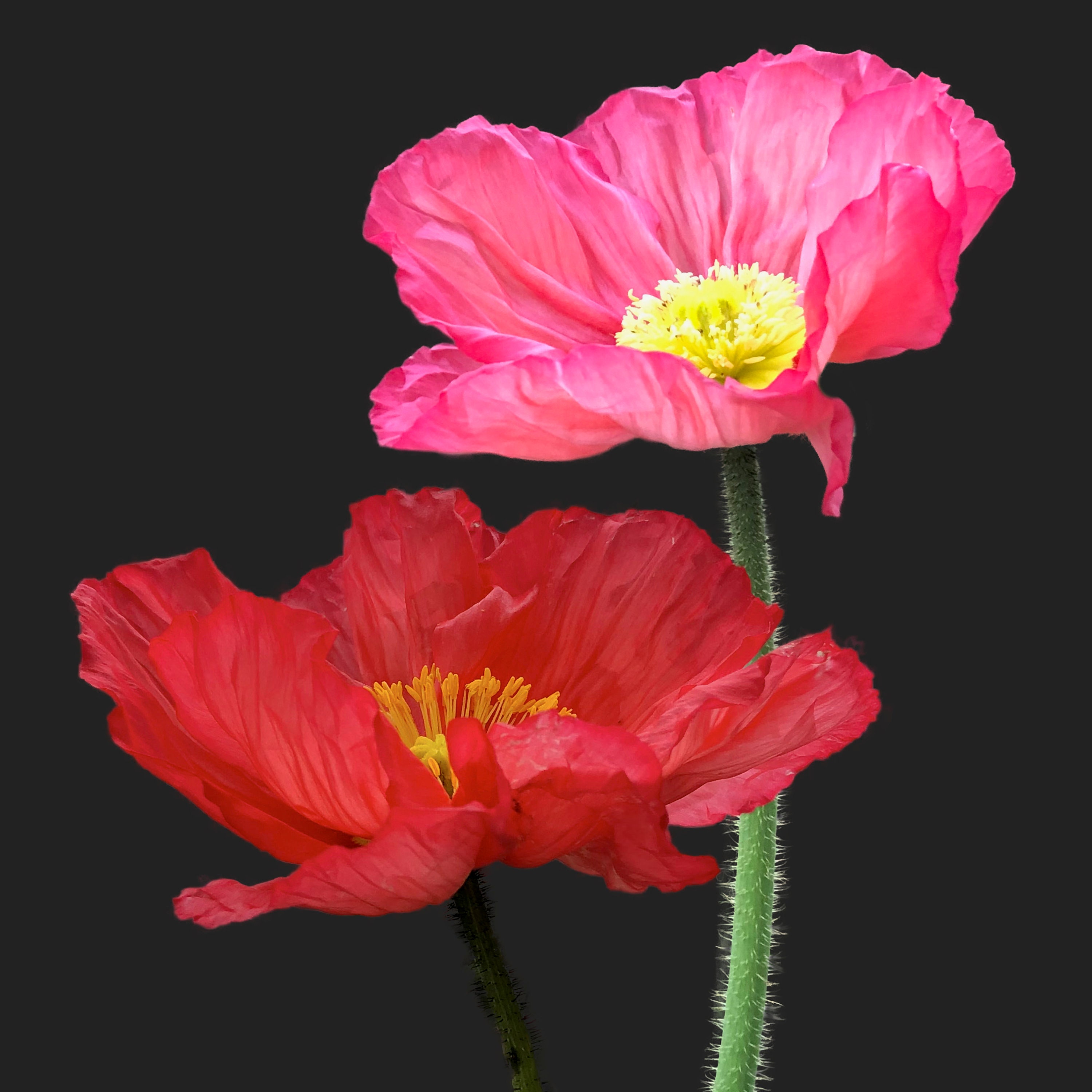 Poppies Fine Art Print of an Edited Digital Photo 10 in x 10 | Etsy