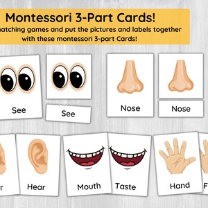 Preschool 5 Senses Activities/ Toddler Five Senses Sorting Activity ...