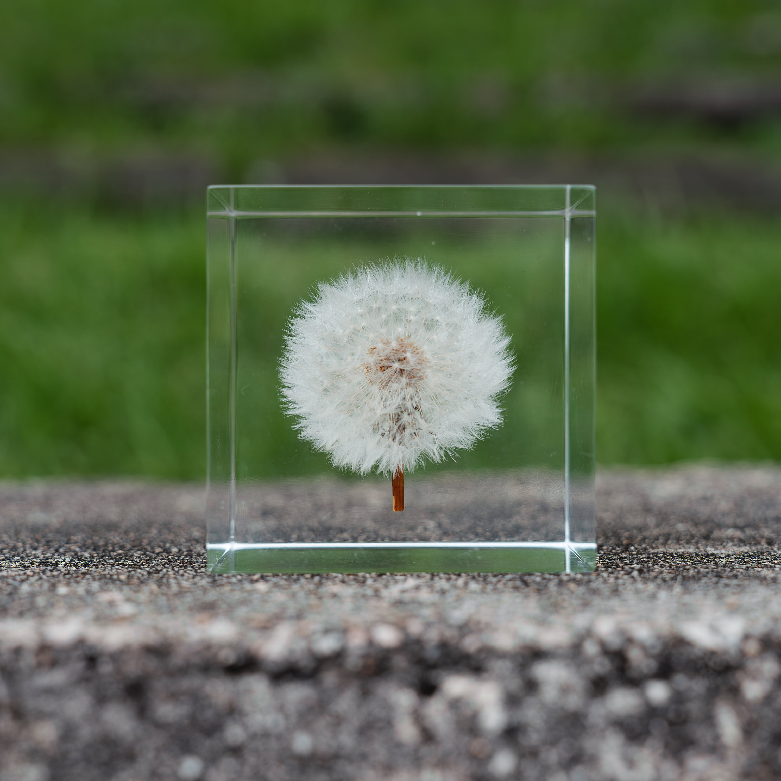 Dandelion Cube, Paperweight, Shelf Sitter Decor, Room Decoration, Home ...