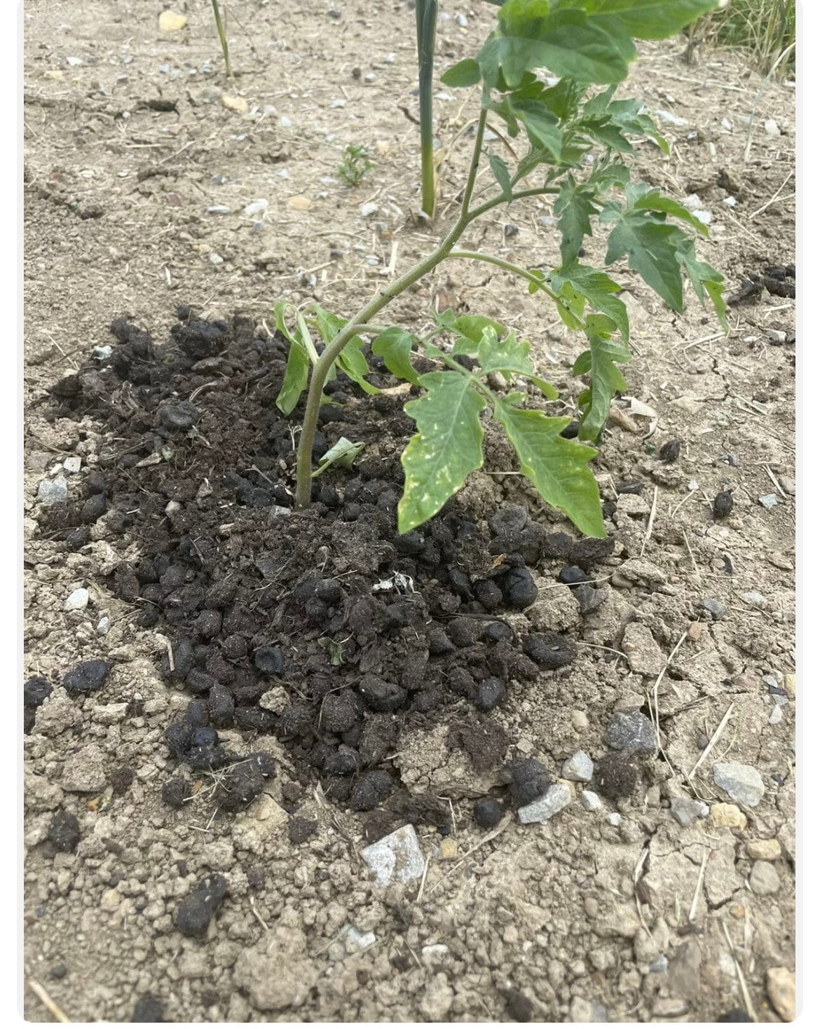 Alpaca Beans, Alpaca Manure, Alpaca Poop, Plant Fertilizer, Soil ...