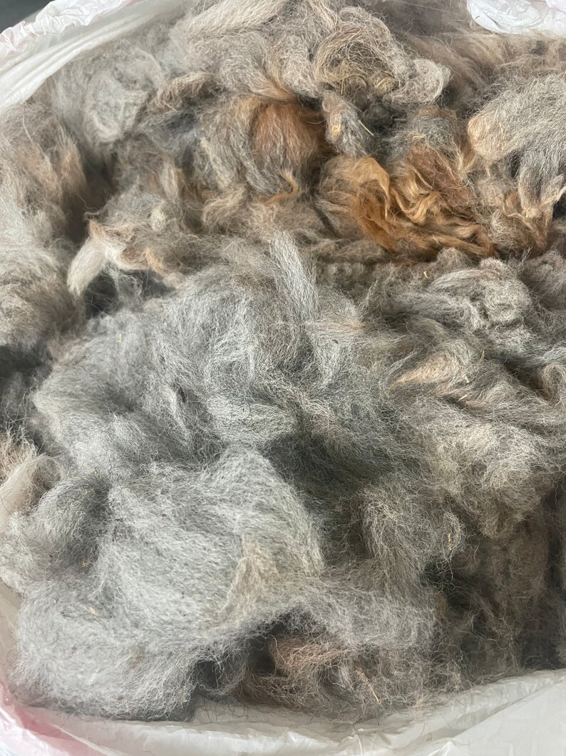 Raw Alpaca Fiber Spinning Huacaya, Alpaca Fleece for Spring, Bird ...