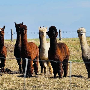 Metal Sphere Bird Nest Starter With Alpaca Fleece, Modern Garden Decor ...