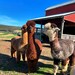 Alpaca Nesting Material, Bird Suet Containers, Gift for Nature Lover ...