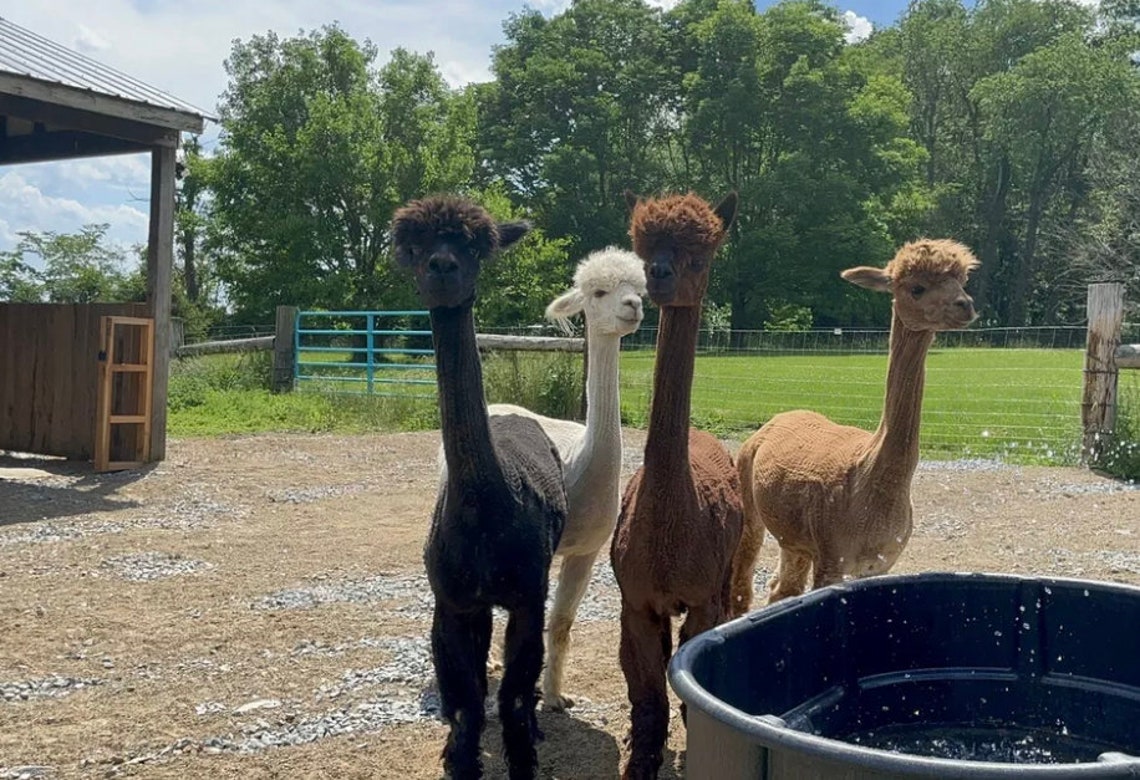 Alpaca Beans, Alpaca Manure, Alpaca Poop, Plant Fertilizer, Soil ...
