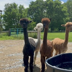Alpaca Beans, Alpaca Manure, Alpaca Poop, Plant Fertilizer, Soil ...