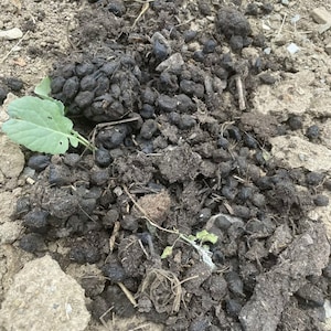 Alpaca Beans, Alpaca Manure, Alpaca Poop, Plant Fertilizer, Soil ...