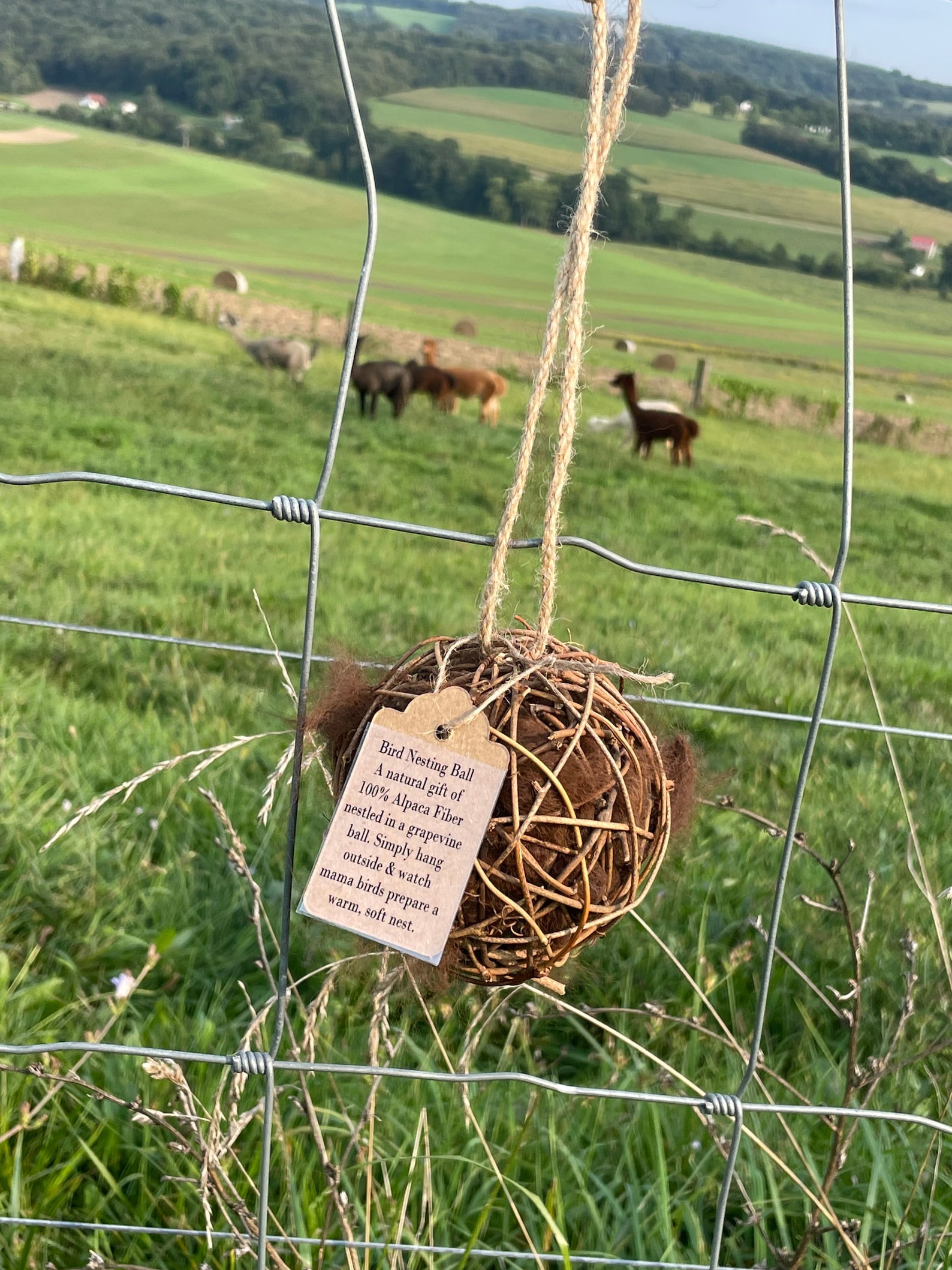 Globe Grapevine Hummingbird Bird Nest Starter, Nesting Balls, Raw ...