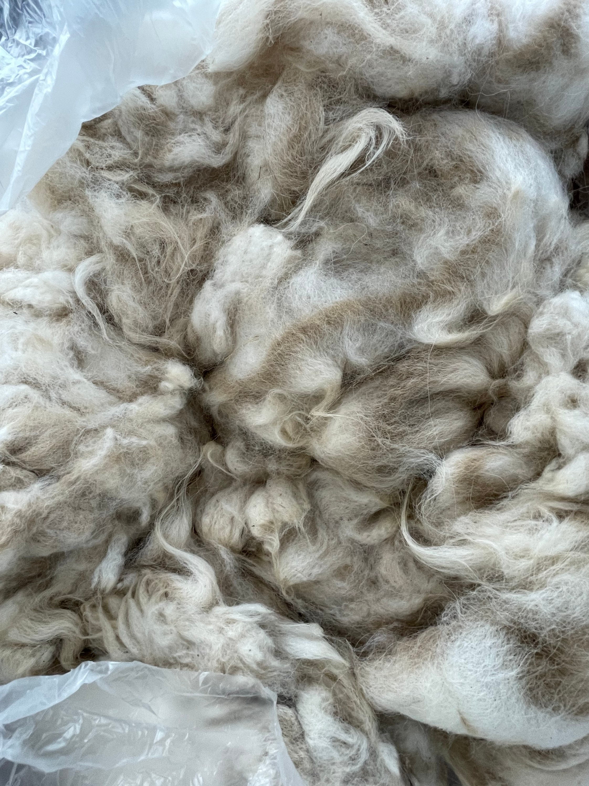 Raw Alpaca Fiber Spinning Huacaya, Alpaca Fleece for Spring, Bird ...