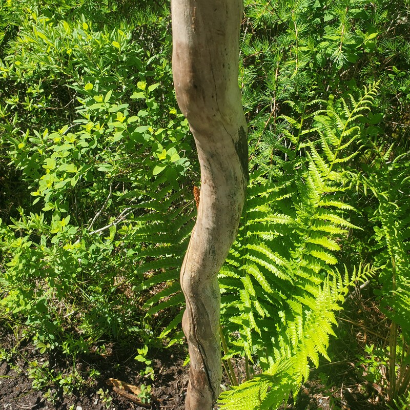Wood Staff - Etsy