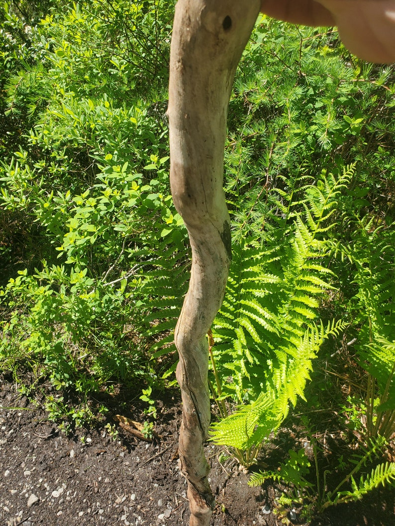 Deadwood Driftwood Exceptional Wood Staff of Aged Tamarack .spiritual ...