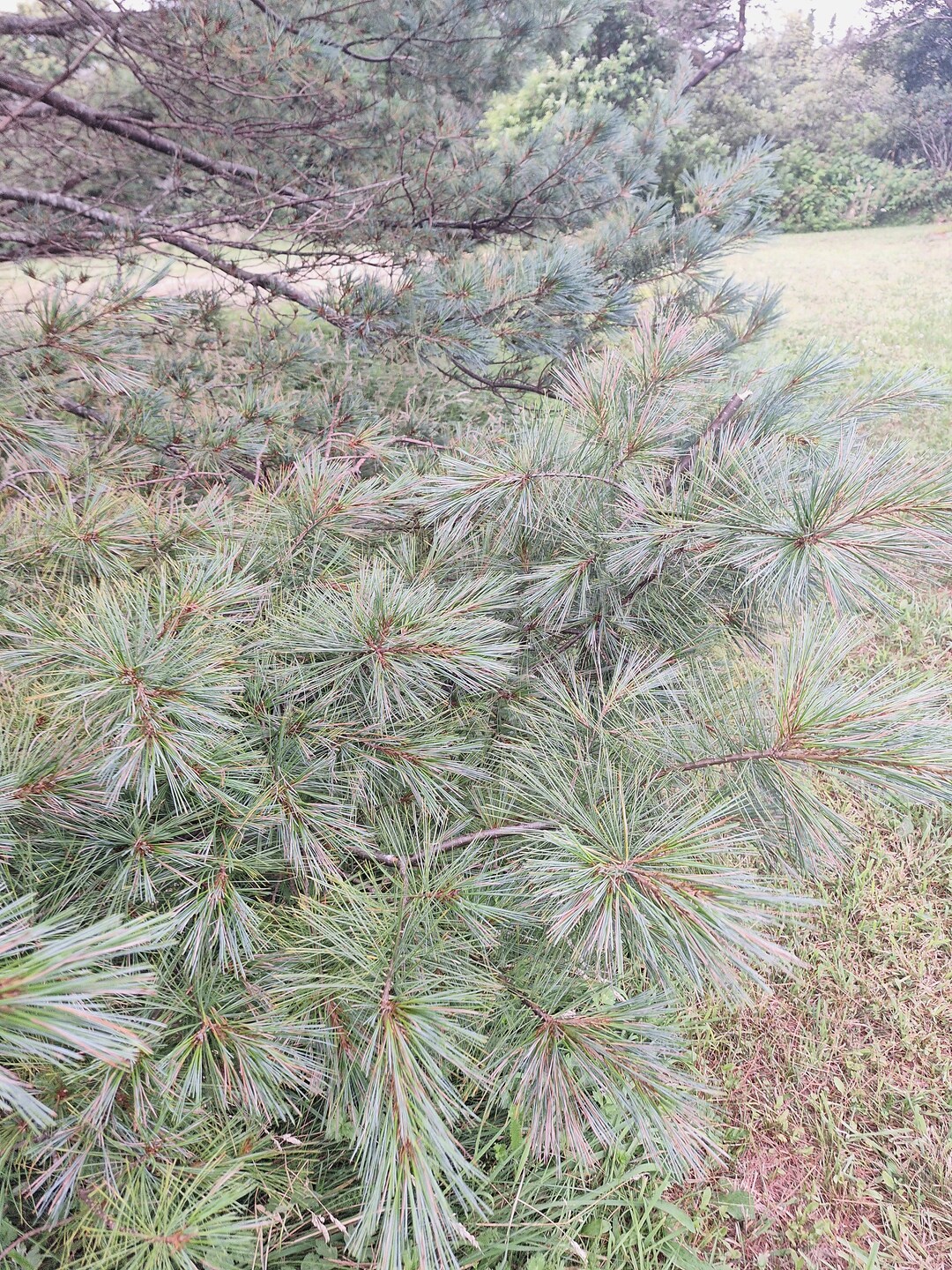 Organic Eastern White Pine Inner Bark Tincture - Etsy